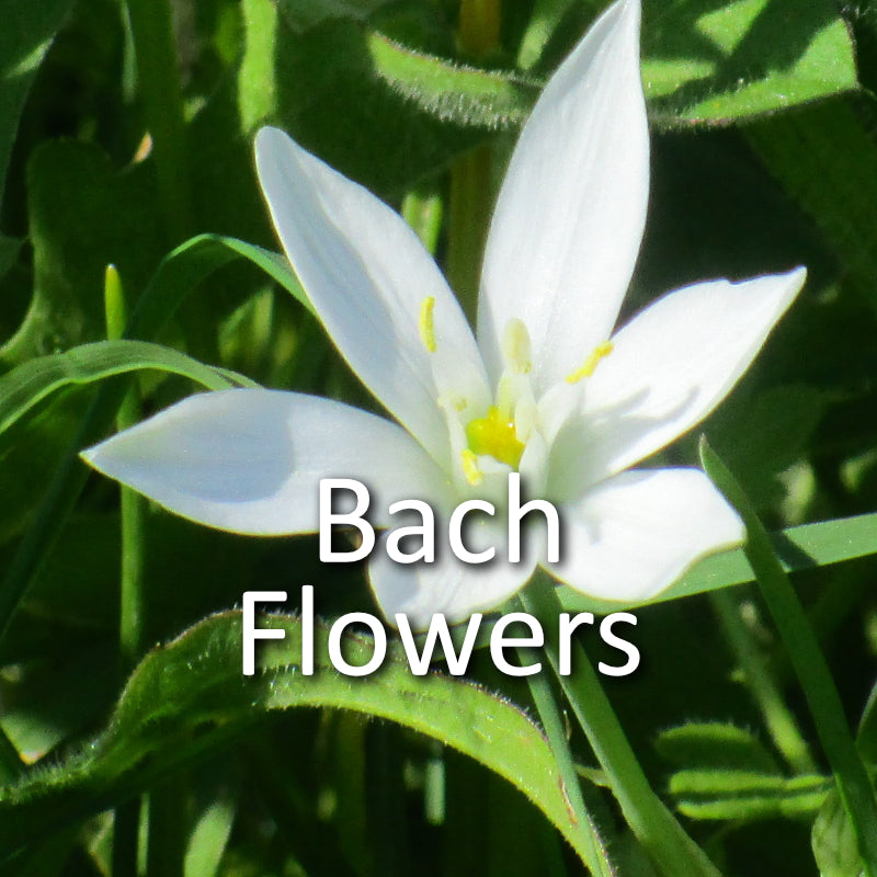Bach Flowers – Mamboya Flower Essences